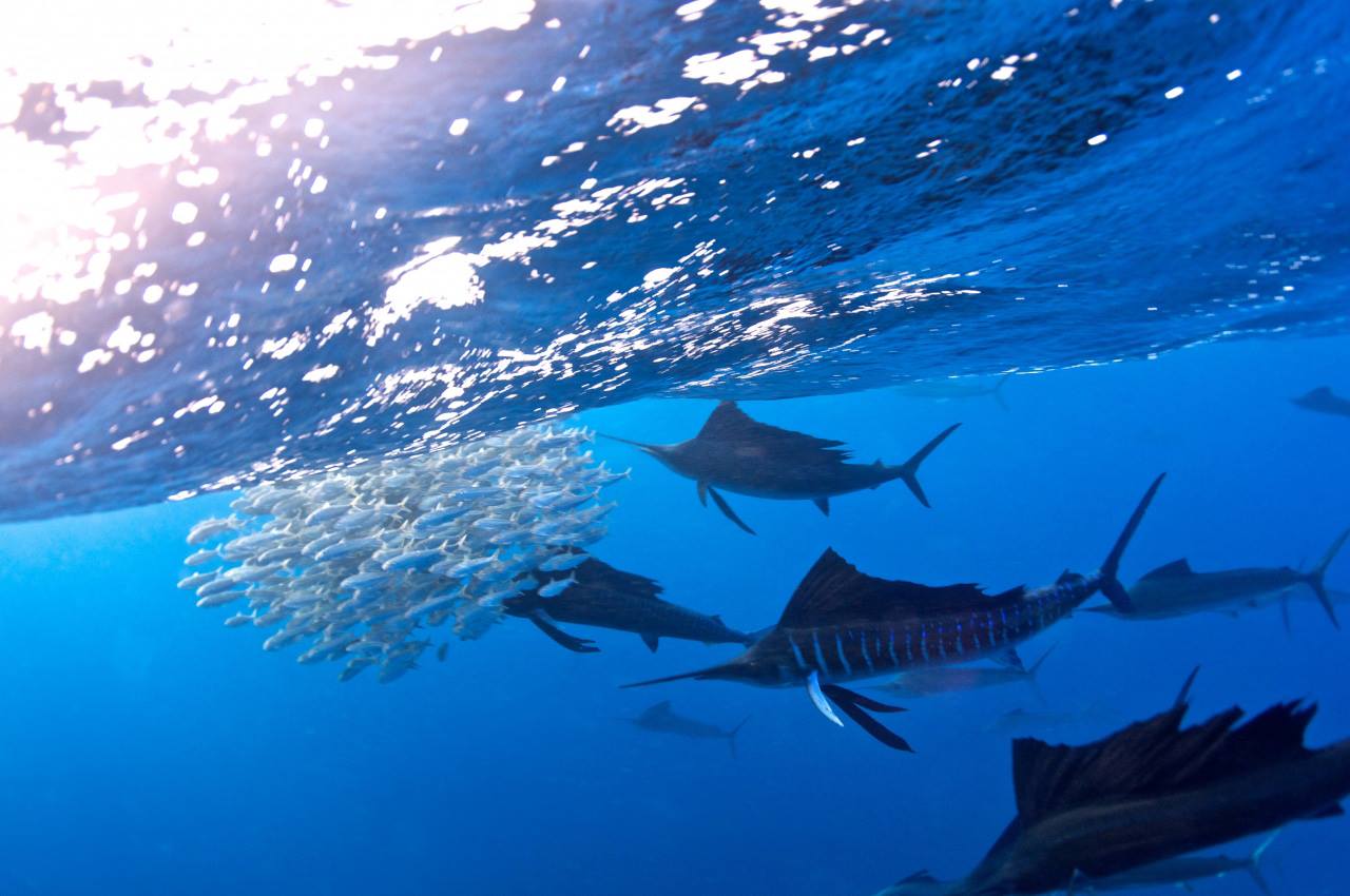 Top 5 Reasons to Book Your Pacific Sailfish Fishing Trip Now